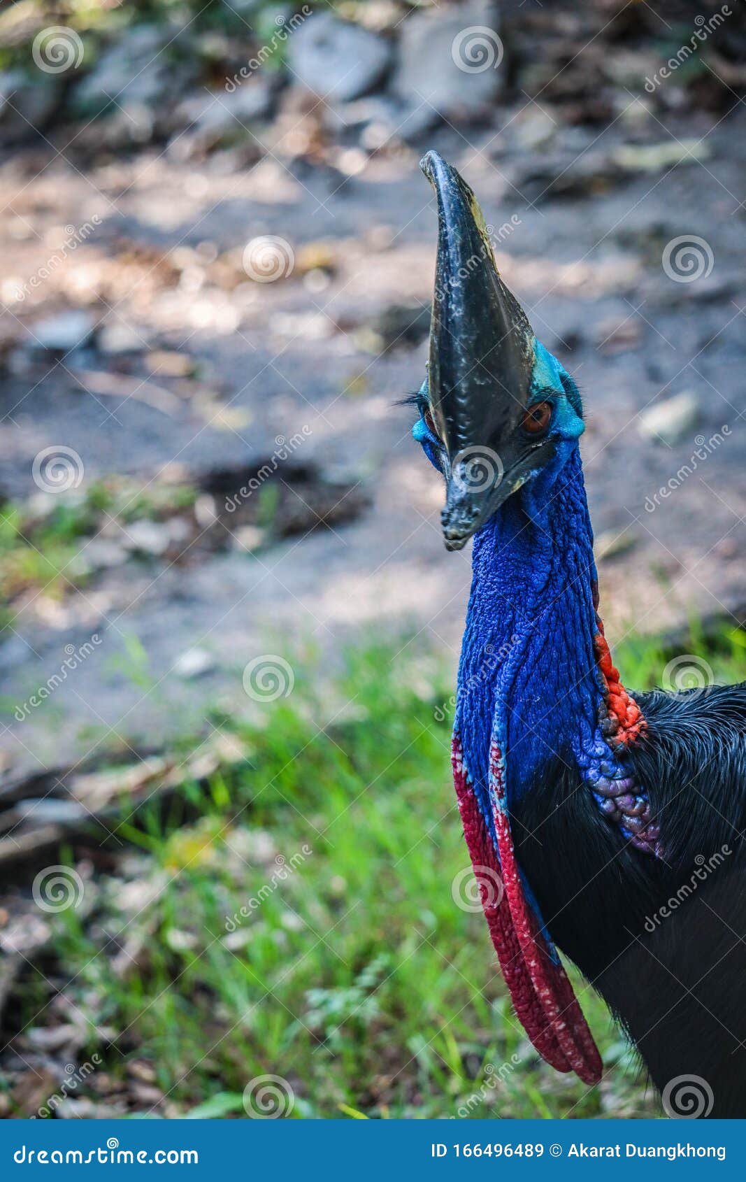 Cassowary stock image. Image of flightless, beak, dwarf - 166496489