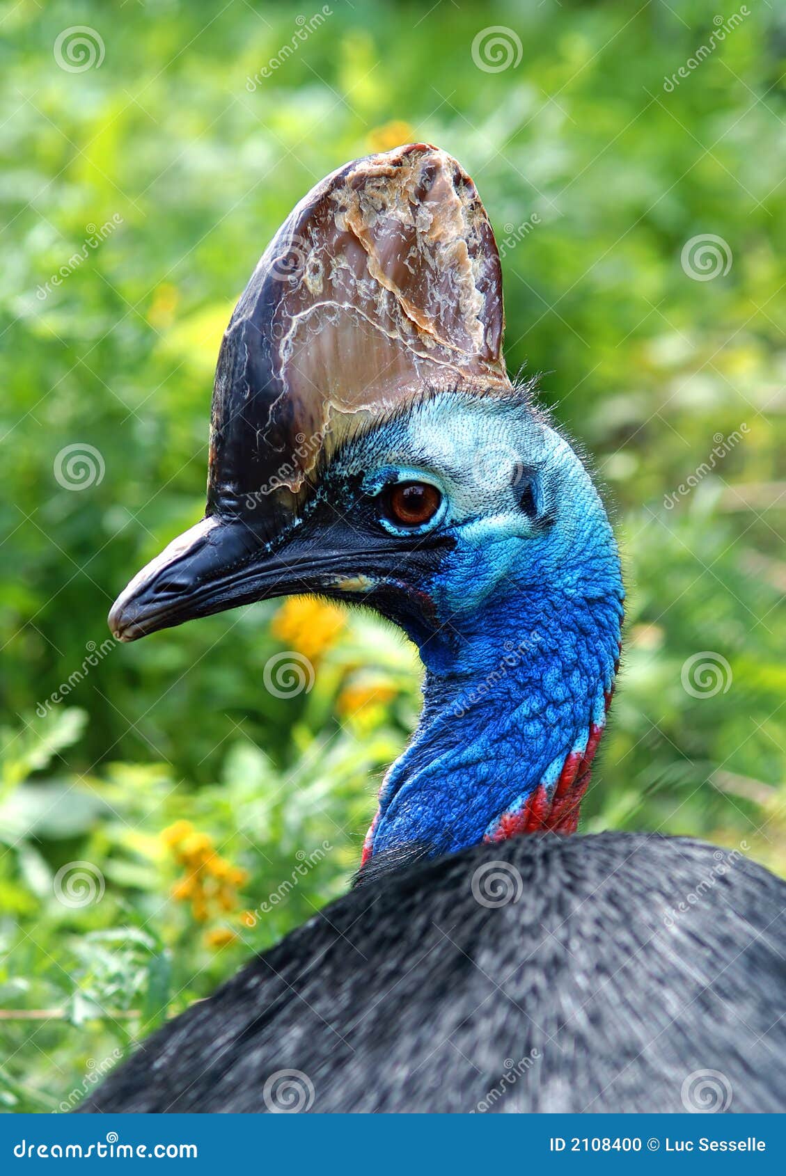 Cassowary stock photo. Image of helmet, australia, bright - 2108400