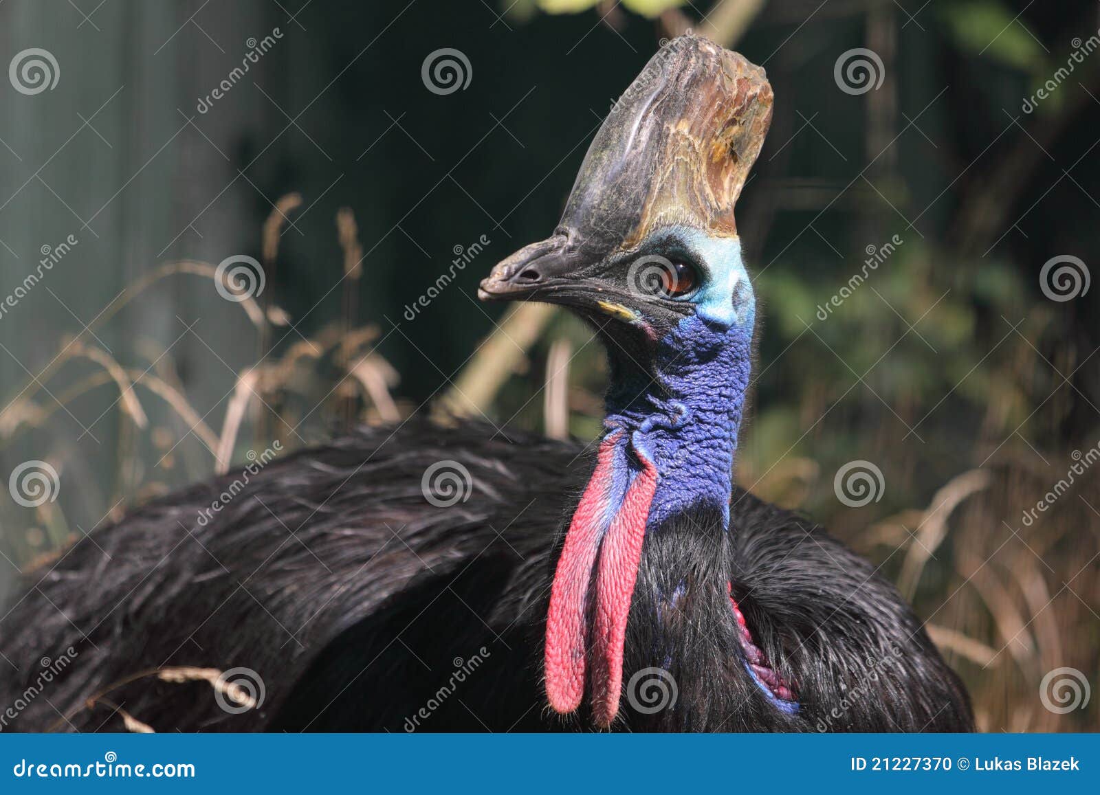 Cassowary stock photo. Image of australian, casuarius - 21227370