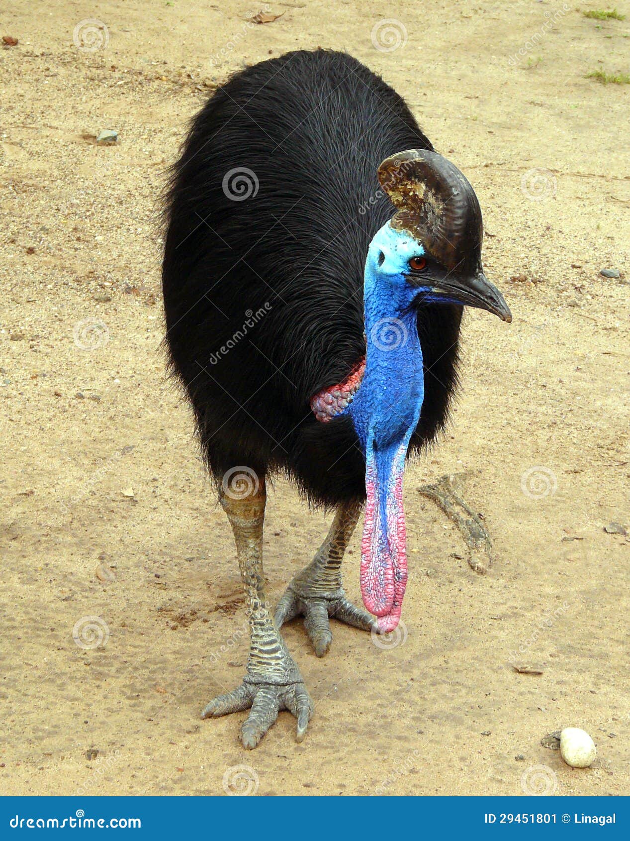 The Cassowary stock image. Image of blue, neck, bird - 29451801
