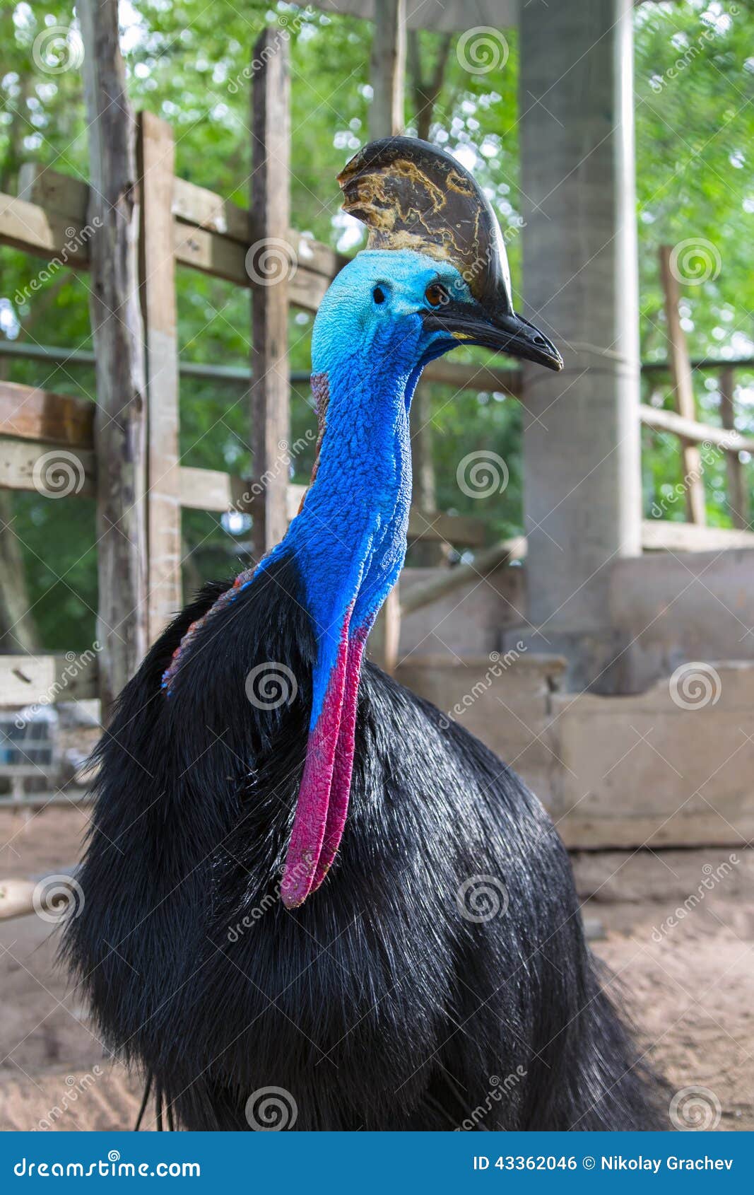 Cassowary arkivfoto. Bild av fauna, thai, järnhand, anhydrous - 43362046