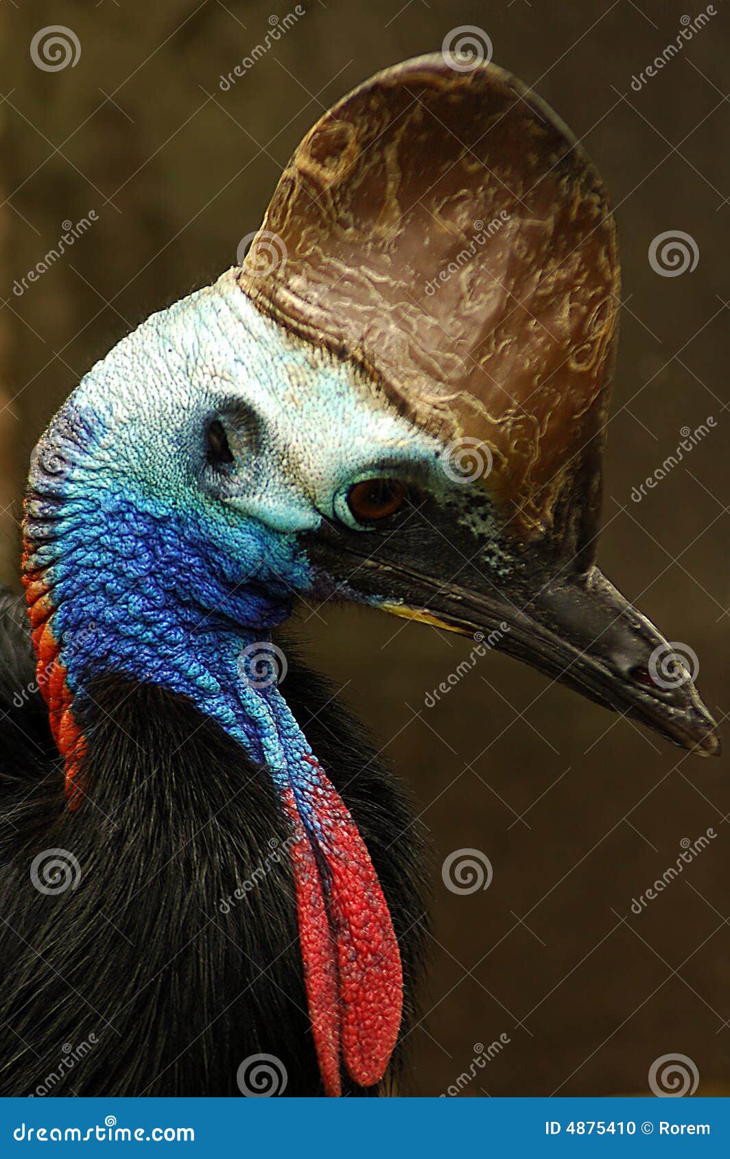 Cassowary stock photo. Image of eyes, feather, typical - 4875410