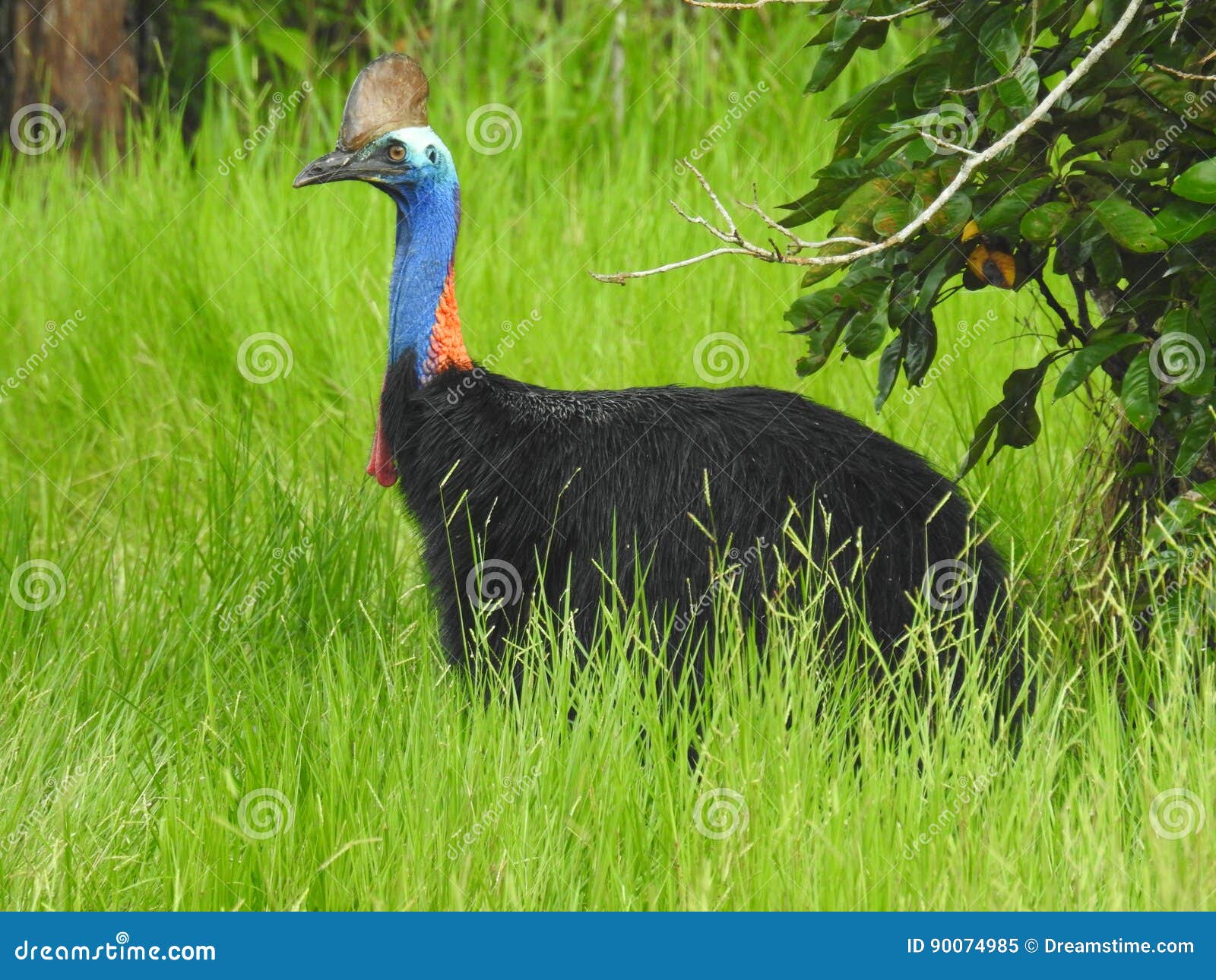 Cassowary imagem de stock. Imagem de curso, casuaria - 90074985