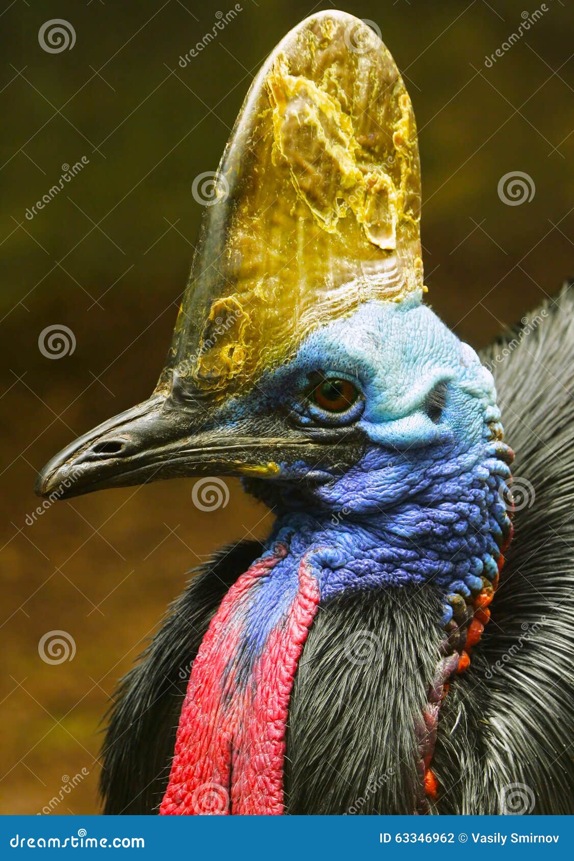 Cassowary Stock Photography | CartoonDealer.com #4875410