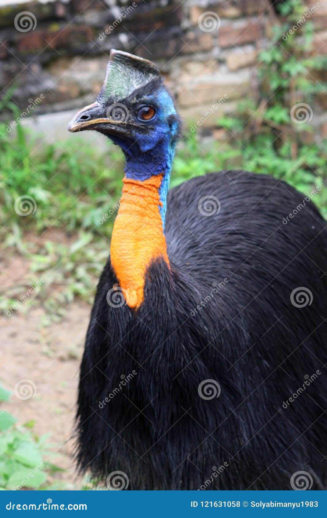 Cassowary stock photo. Image of beautiful, cassowary - 121631058