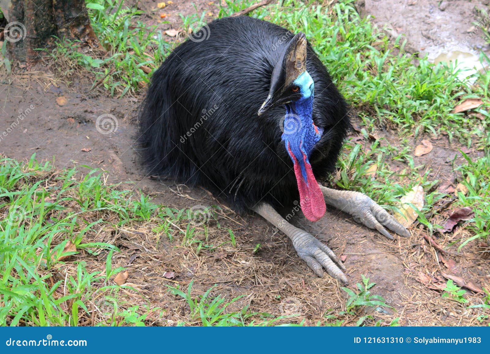Cassowary stock photo. Image of birds, cassowary, beautiful - 121631310