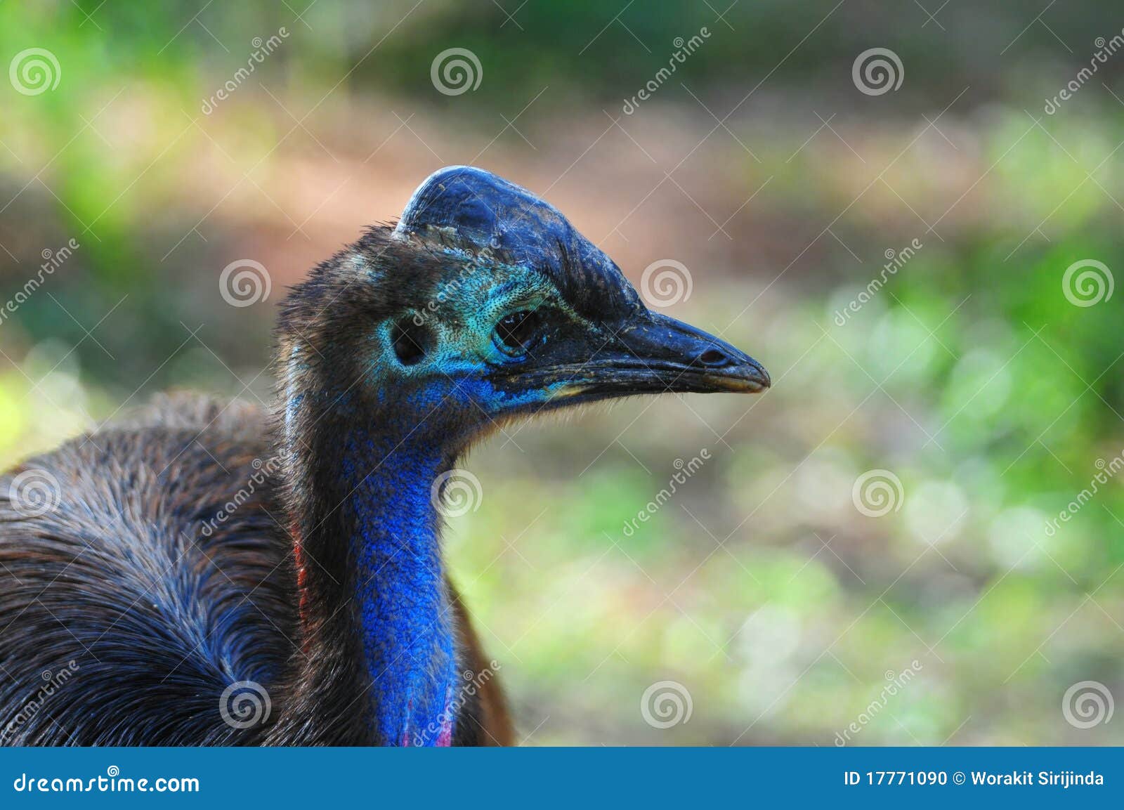 Cassowary bird stock photo. Image of beak, flightless - 17771090