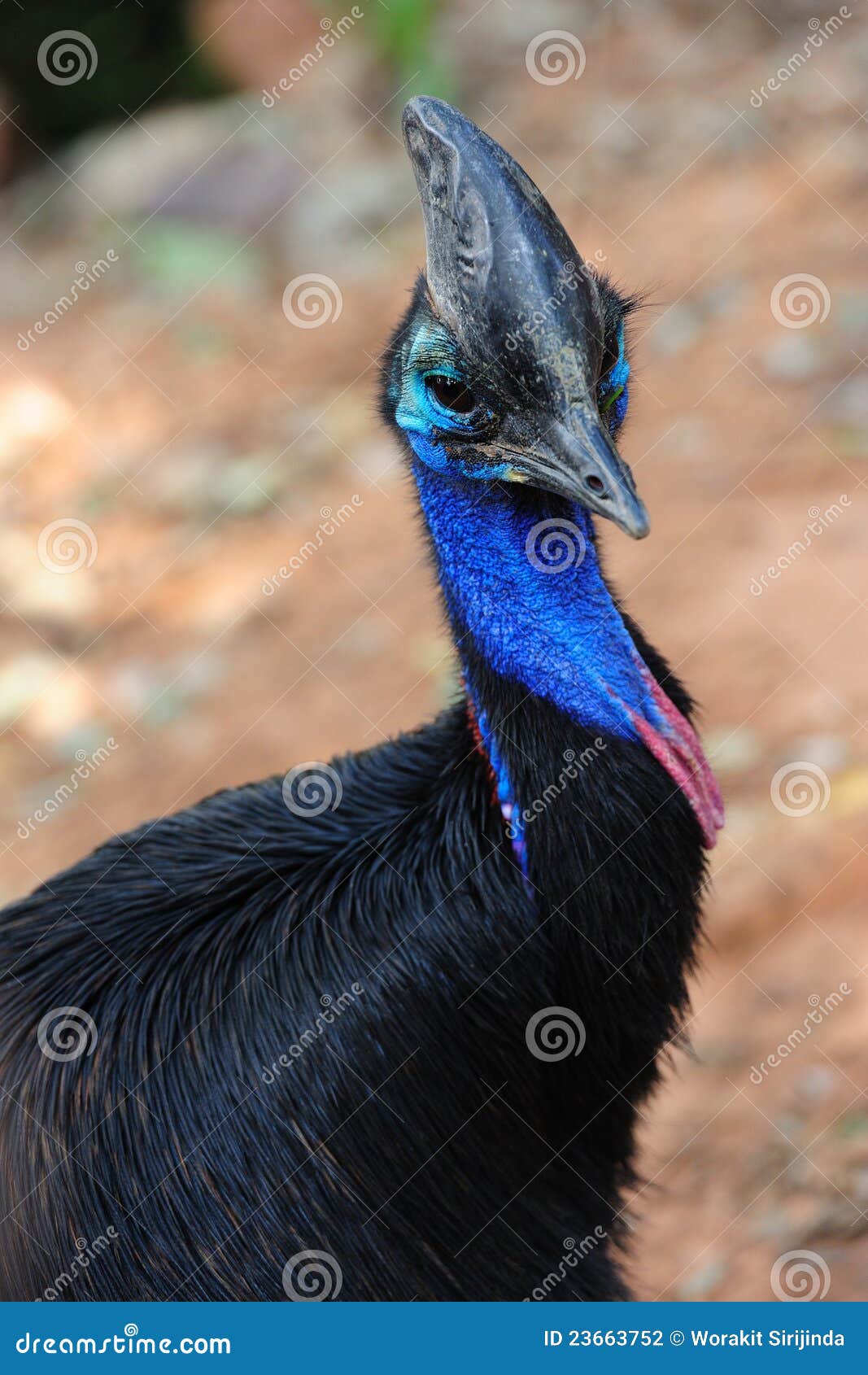 Cassowary Bird In Australia Stock Photo | CartoonDealer.com #2155626