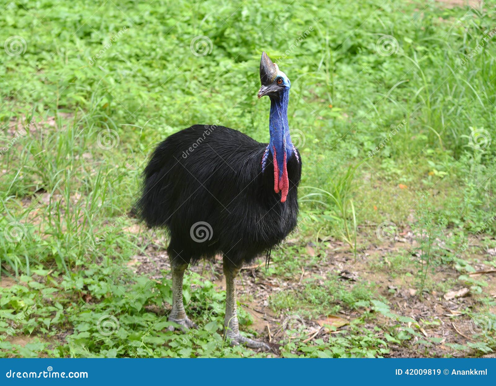 Cassowary bird stock image. Image of species, blue, curious - 42009819