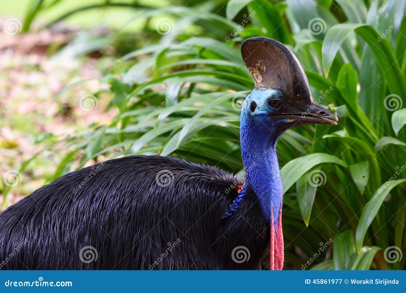 Cassowary Bird In Australia Stock Photo | CartoonDealer.com #2155626