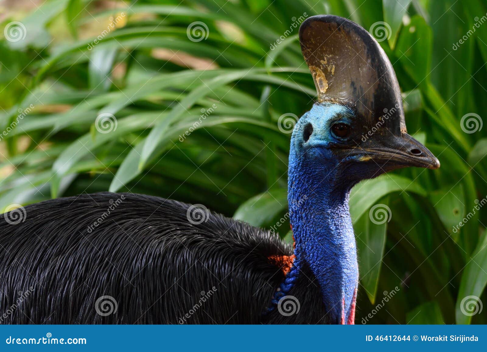 Cassowary Bird stock photo. Image of beak, unusual, feathered - 46412644