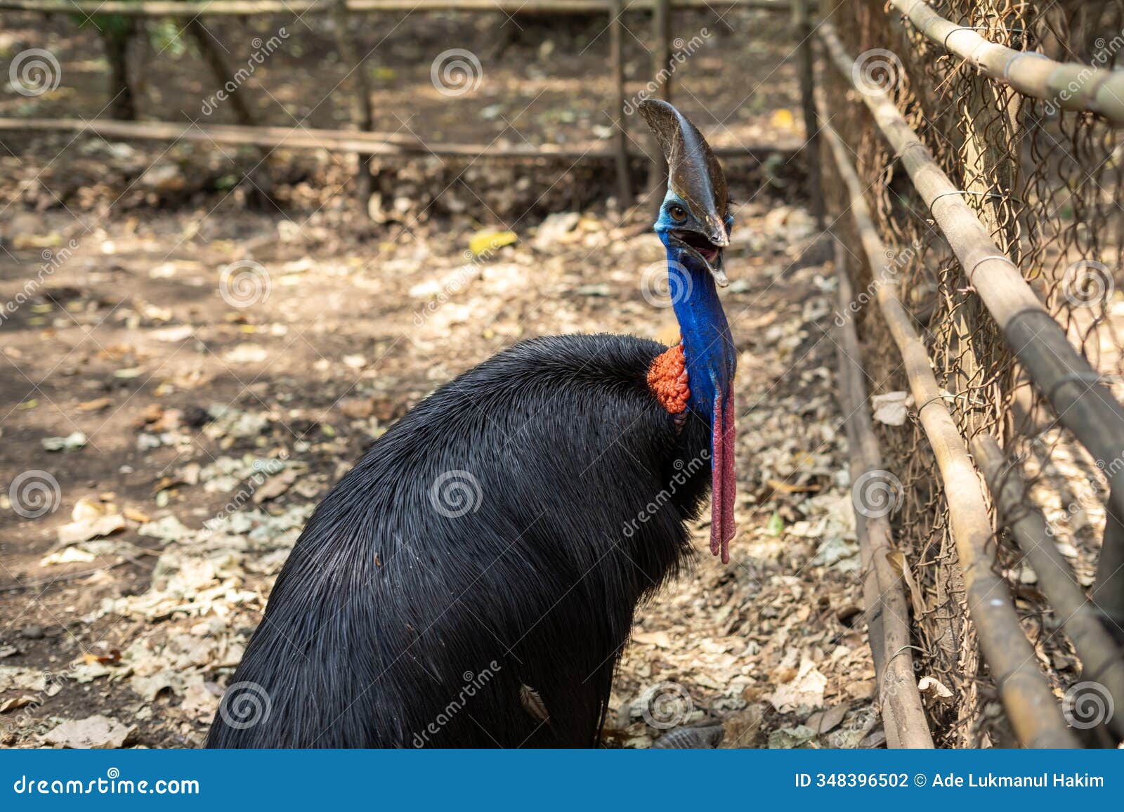 Cassowary Birds at Bandung Zoo Stock Photo - Image of cassowary, bright ...