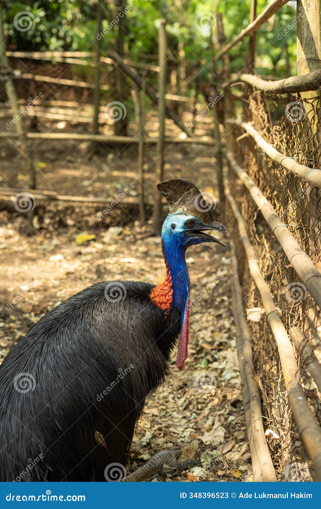 Cassowary, The Dangerous Birds. Stock Photo | CartoonDealer.com #181945164