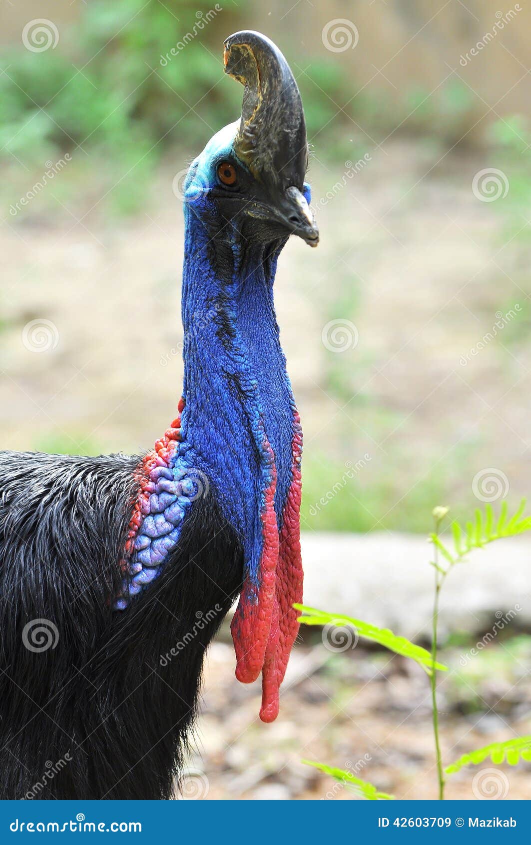 Cassowary stock image. Image of natural, beak, biology - 42603709