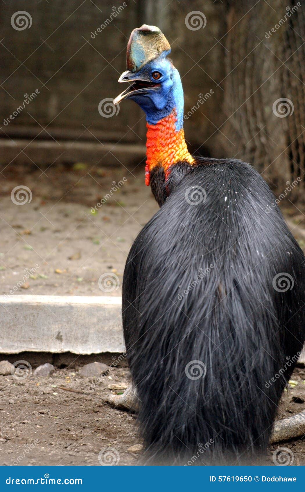 Cassowary stock photo. Image of ostrich, habitat, bill - 57619650