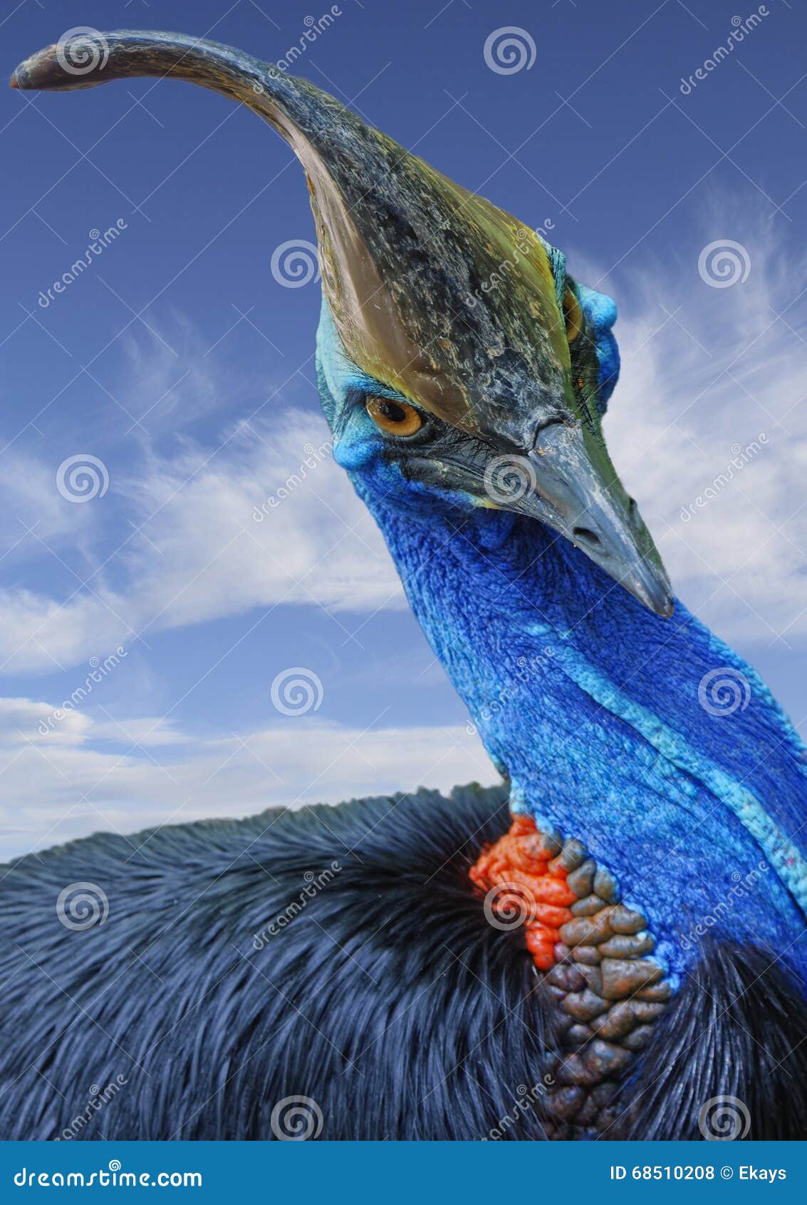 Cassowary with Blue Sky and Clouds Stock Photo - Image of wildlife ...