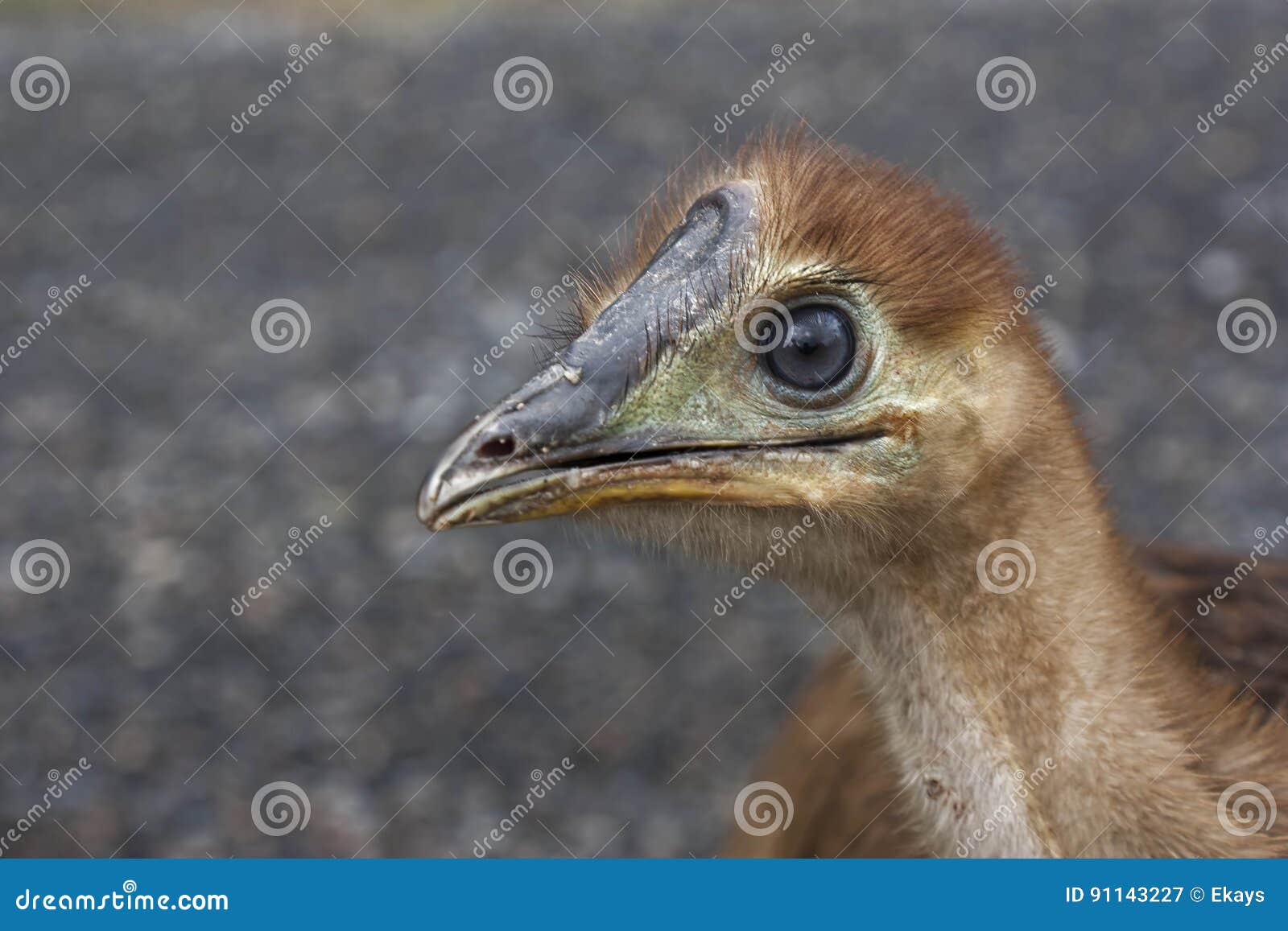 Cassowary Chick Close Up of Baby Cassowary Stock Image - Image of ...