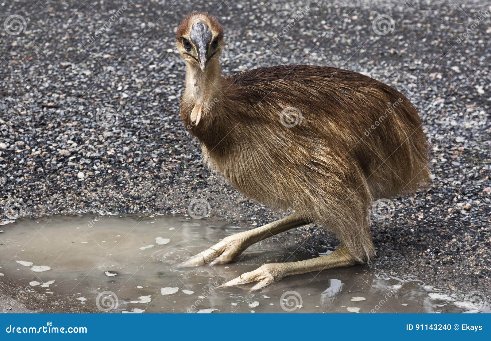 Cassowary chick stock photo. Image of cassowary, ostrich - 91143240