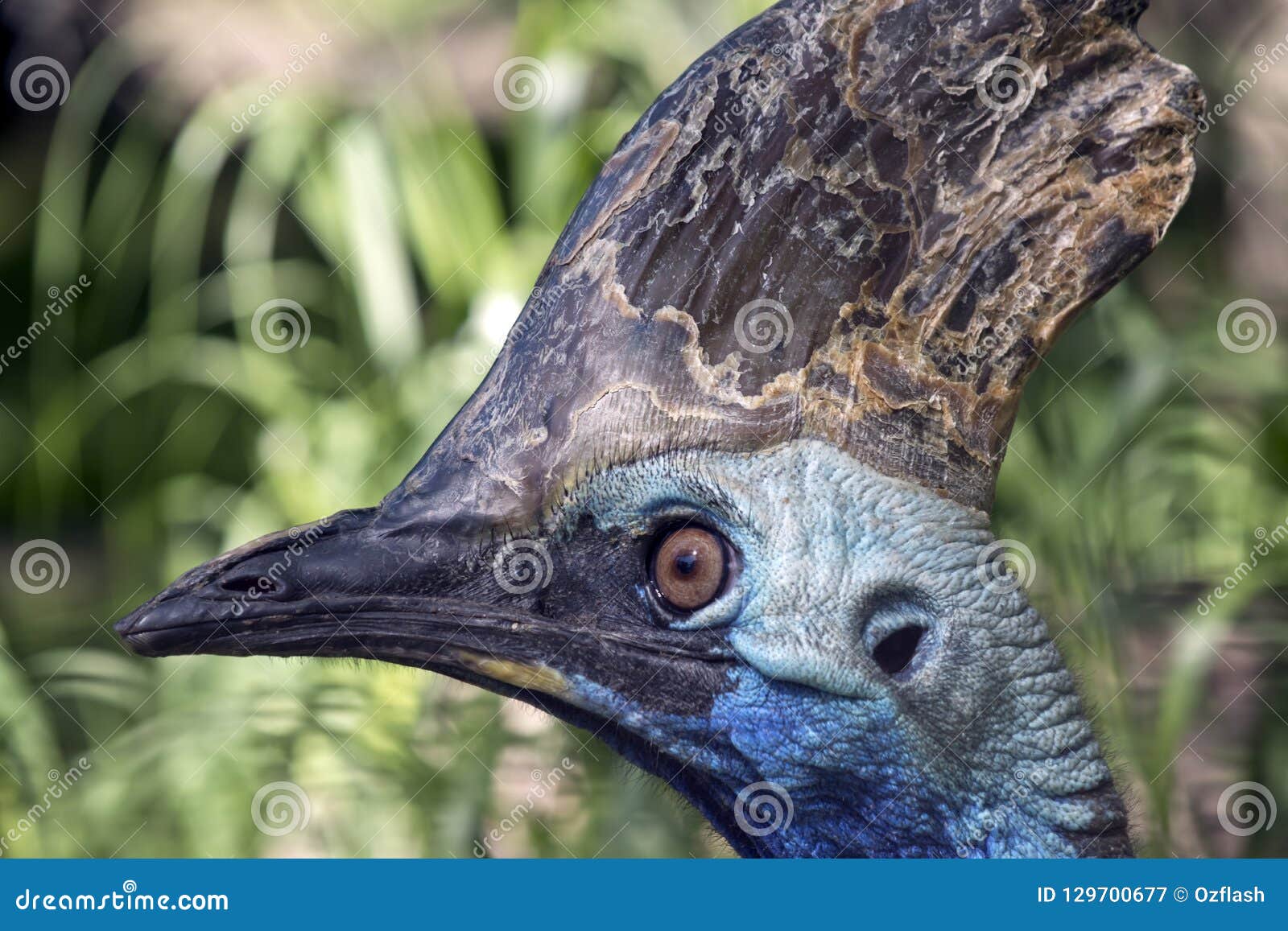 Cassowary close up stock image. Image of southern, lump - 129700677
