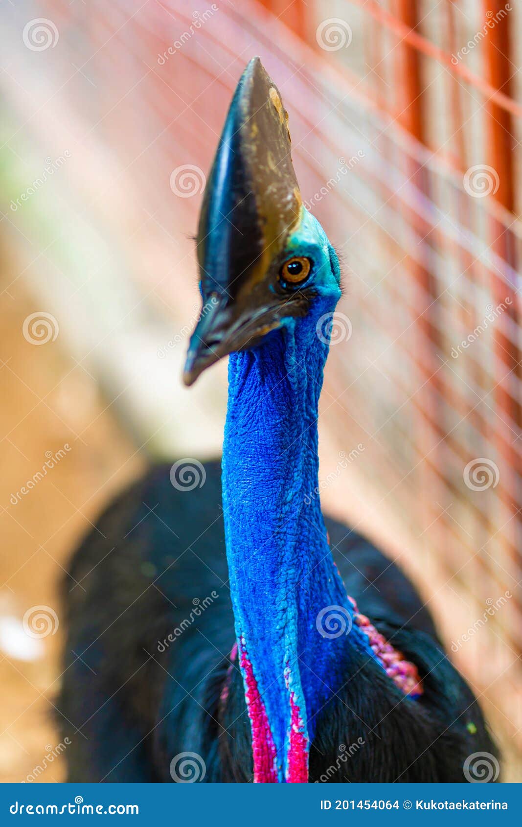 Cassowary Close-up. Cassowary Head Stock Photo - Image of cassowary ...