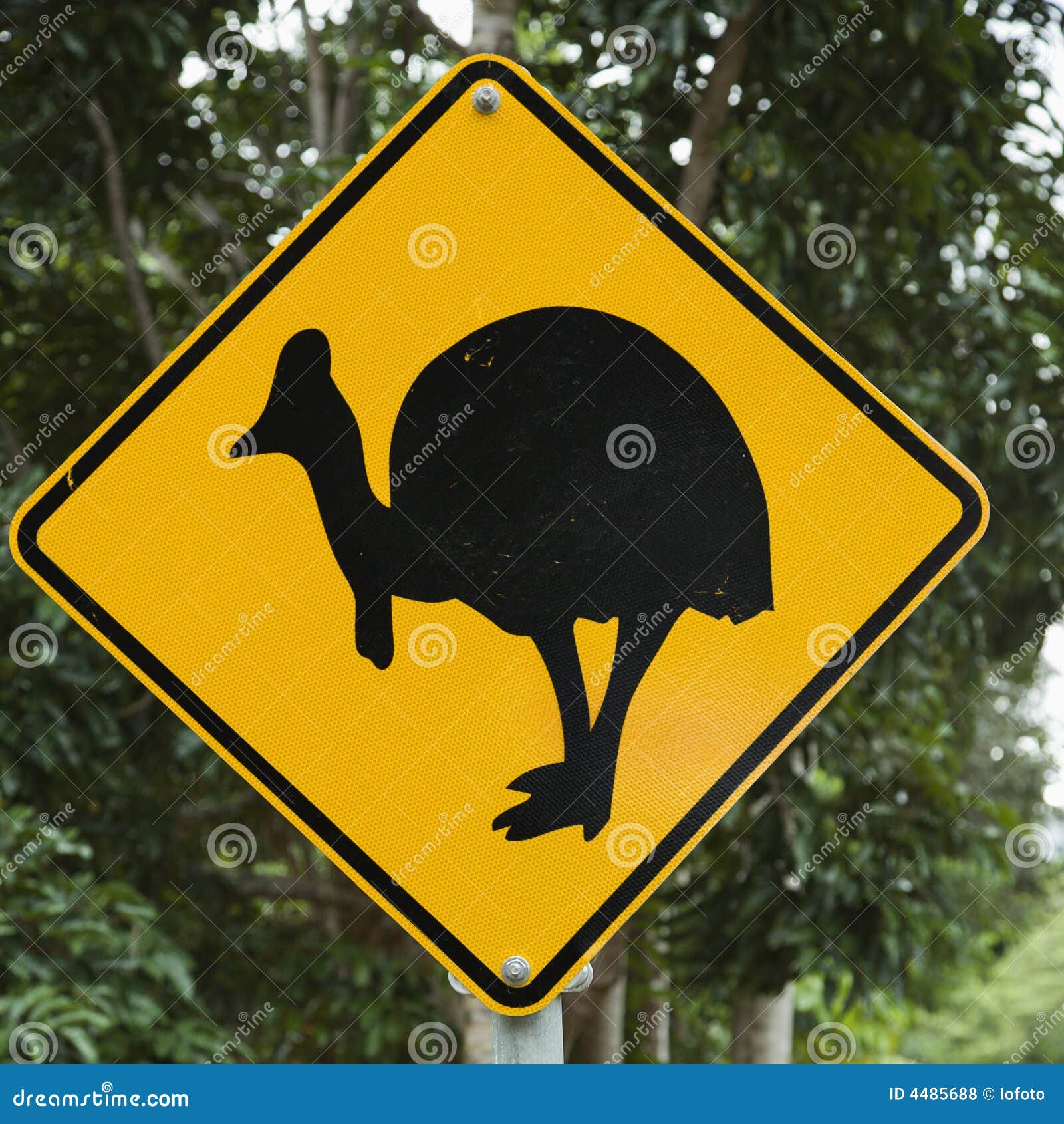 Cassowary crossing sign. stock photo. Image of photograph - 4485688