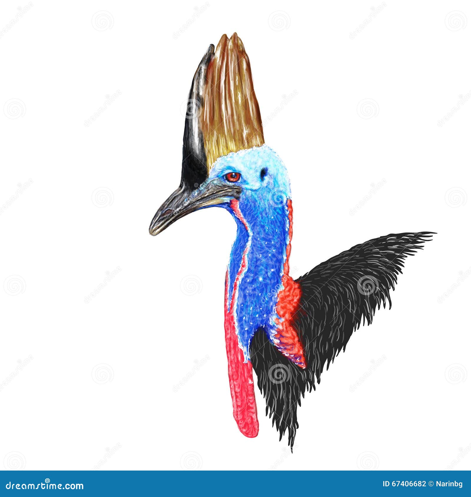 Cassowary stock vector. Illustration of bill, drawing - 67406682