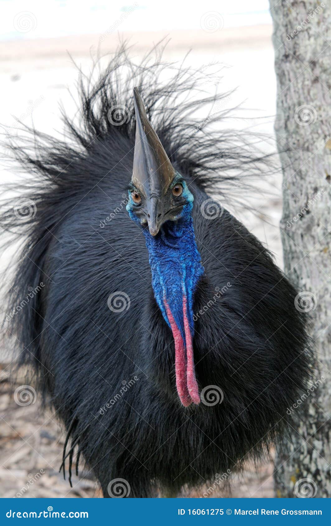 Cassowary eye stock image. Image of species, flightless - 16061275