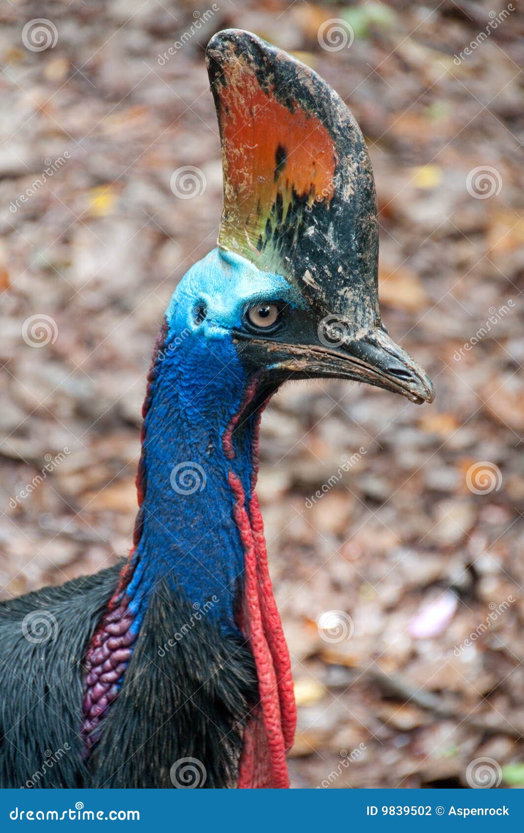 A Cassowary Flightless Bird Stock Photo - Image of cassowary, native ...