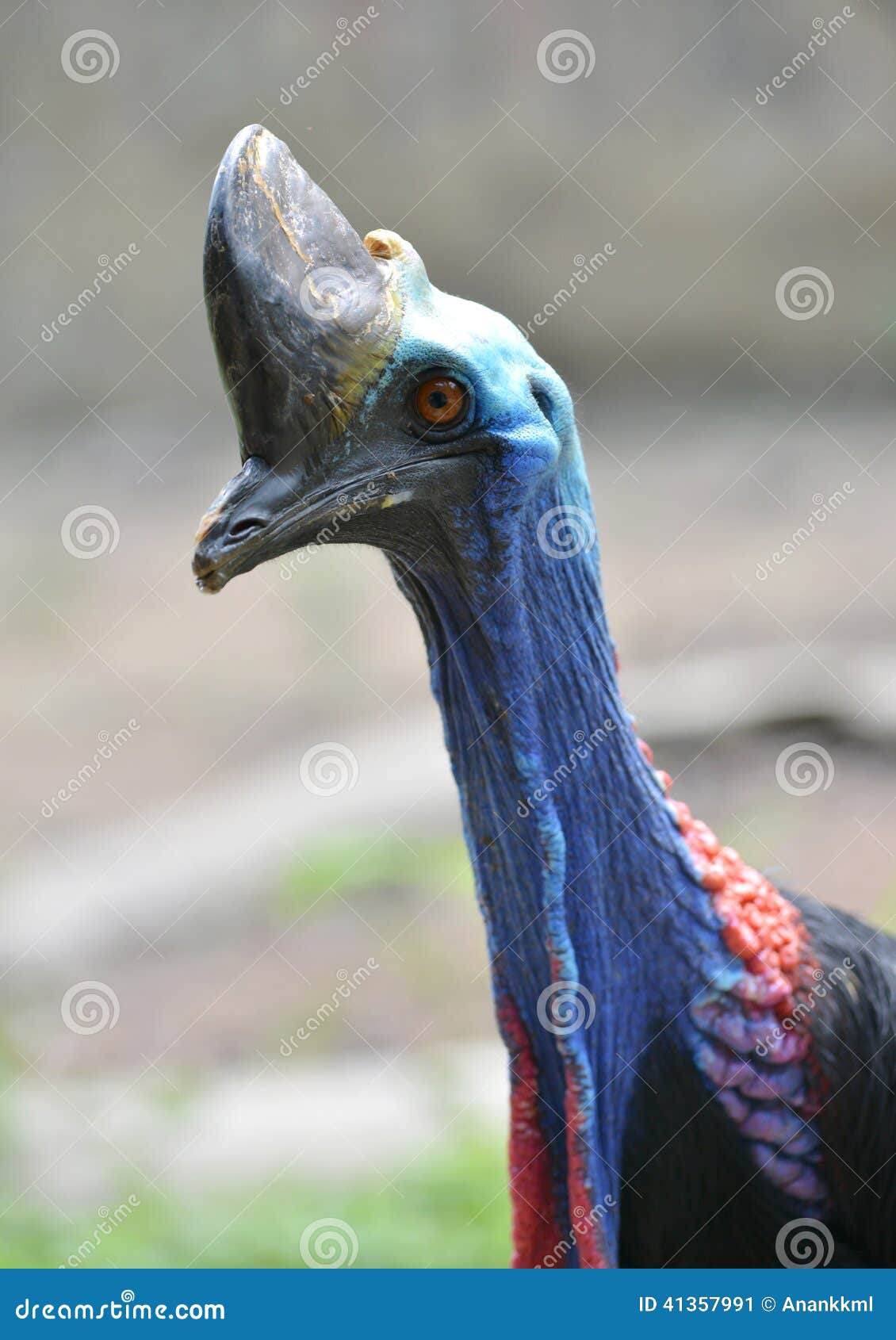 Cassowary head stock image. Image of natural, wattled - 41357991
