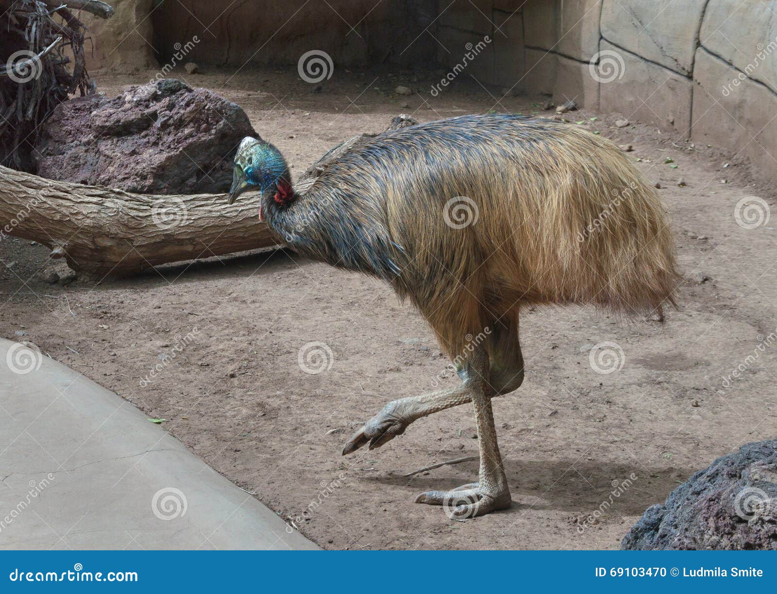 Cassowary in his home. stock photo. Image of jungle, crest - 69103470