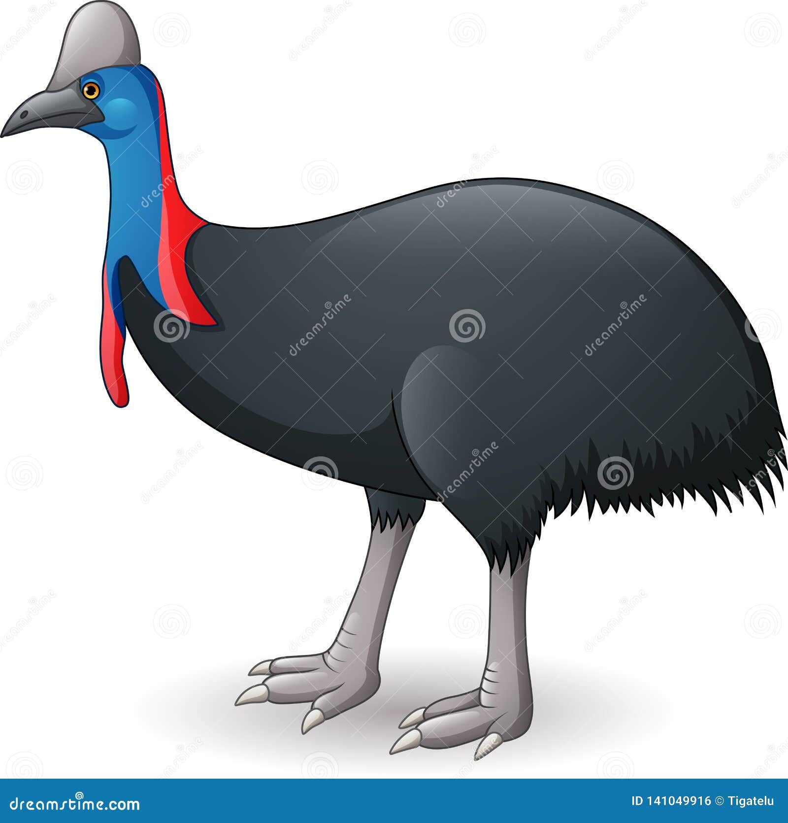 Southern Cassowary Vector Illustration Isolated On White Background ...