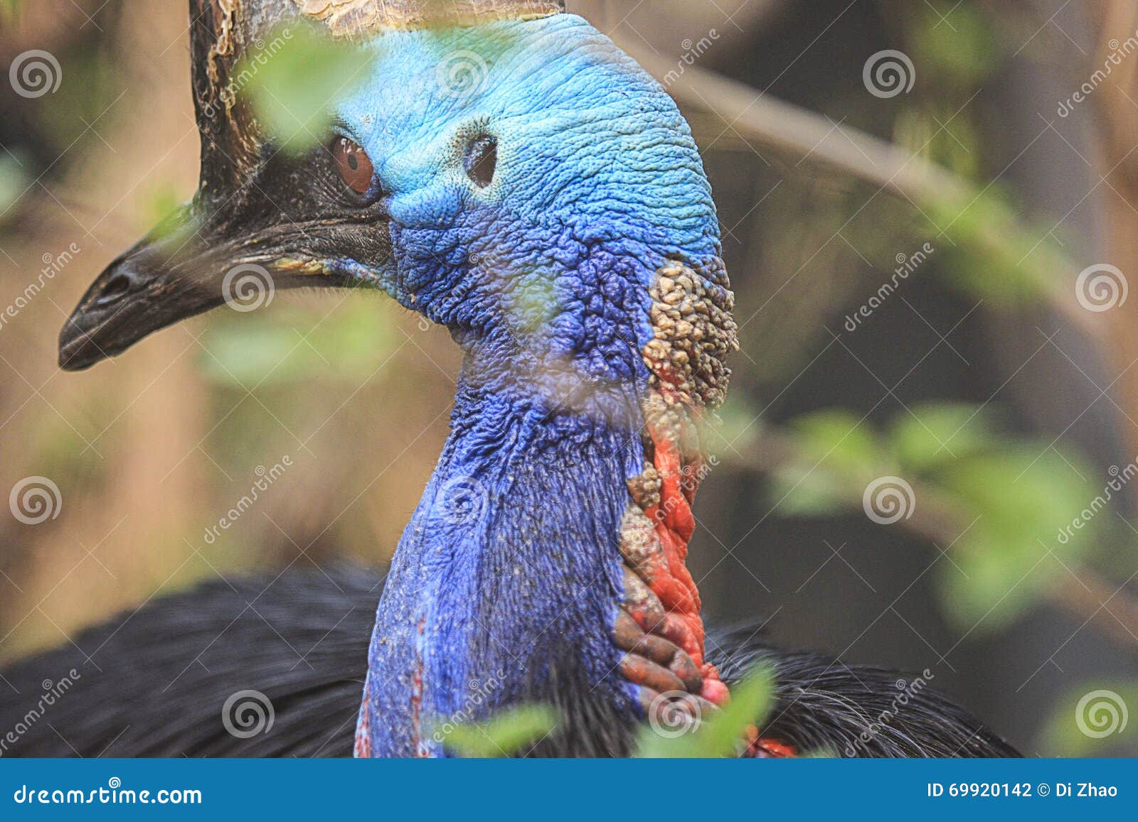 Cassowary stock photo. Image of casuarius, looking, blue - 69920142