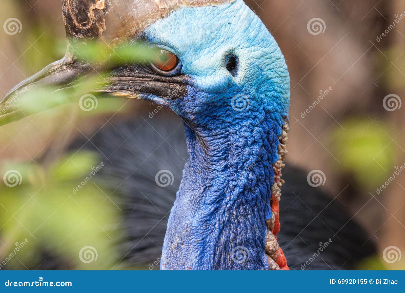 Cassowary stock image. Image of bird, blue, cassowary - 69920155