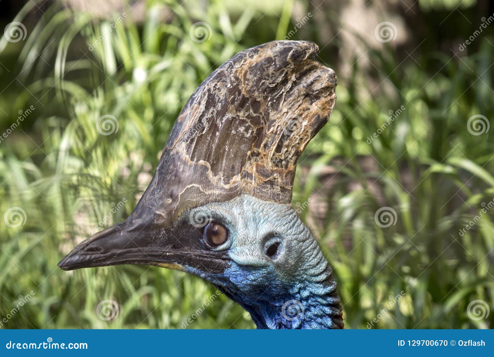 Cassowary close up stock photo. Image of bird, long - 129700670