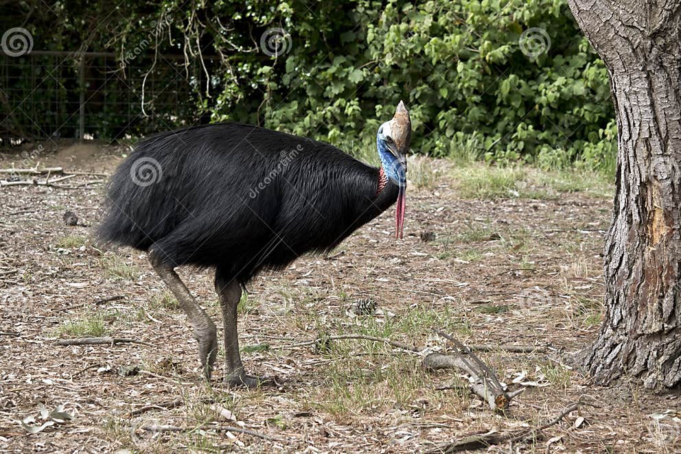 Cassowary side view stock photo. Image of cassowary - 135201586