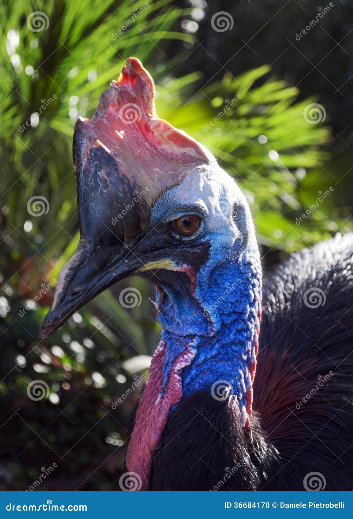 Cassowary stock photo. Image of horn, beak, crest, portrait - 36684170