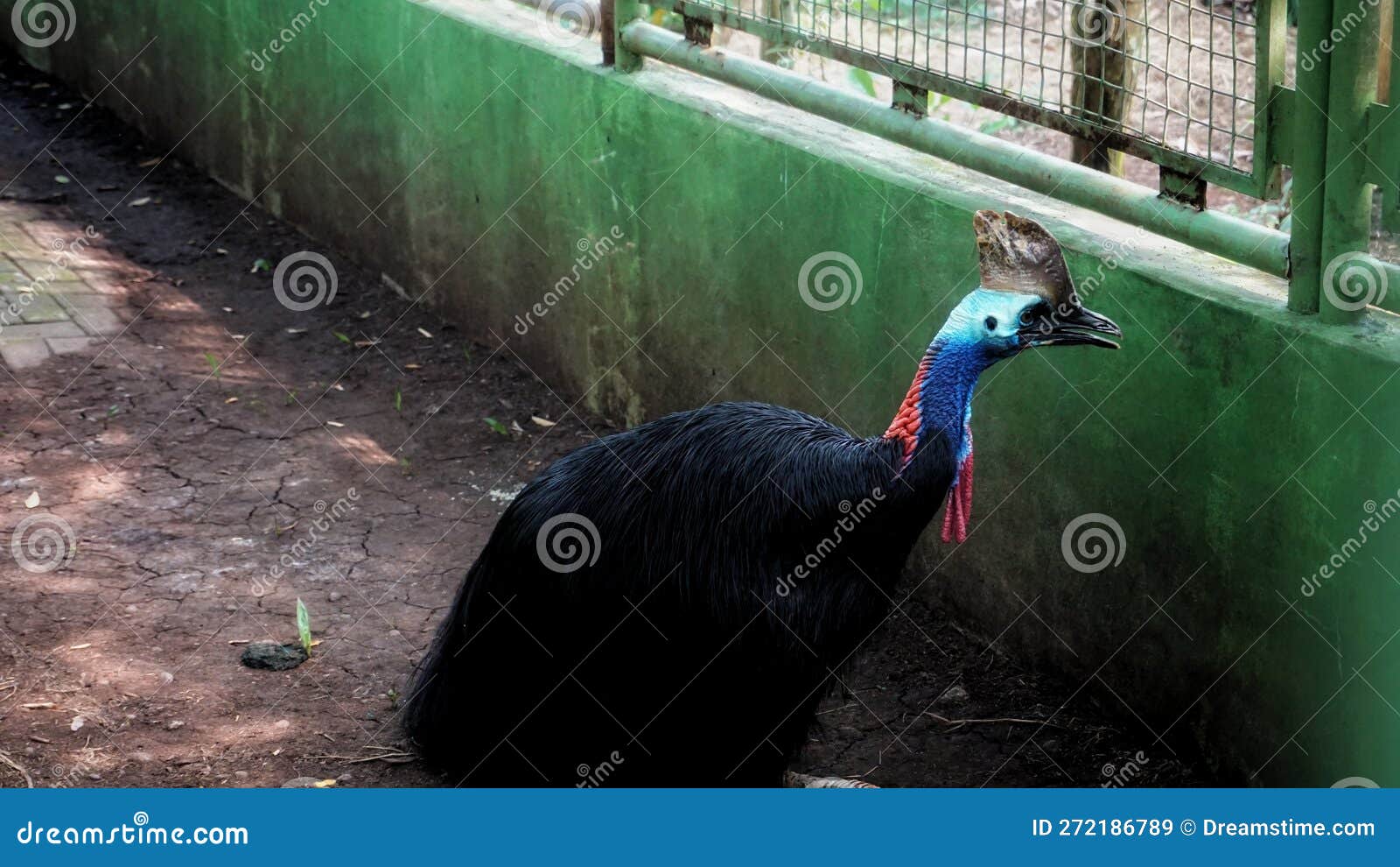 Cassowary stock image. Image of bird, ducks, biology - 272186789