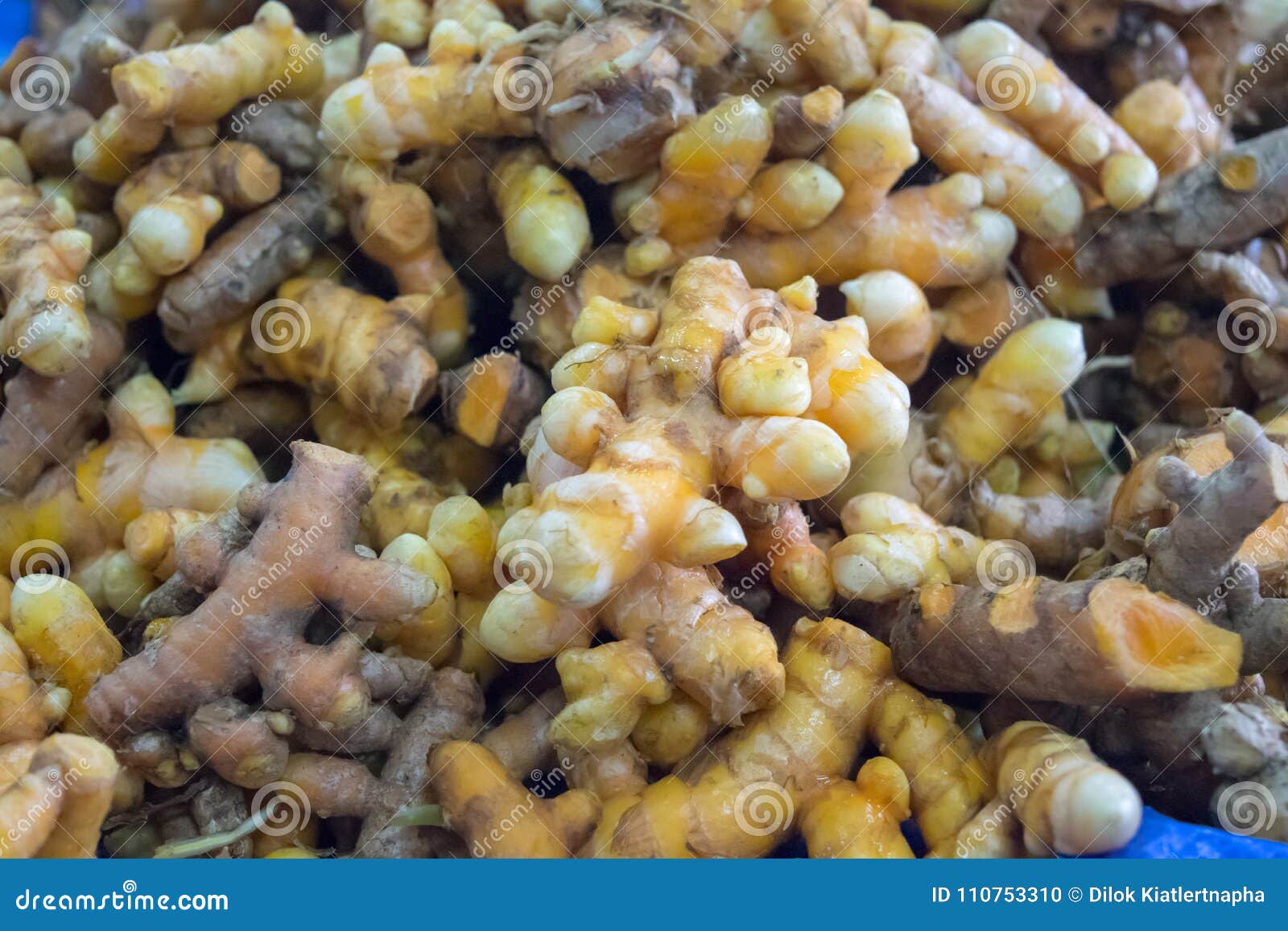 Plai (thai Name) (Zingiber Cassumunar Roxb.) Ginger Royalty-Free Stock ...