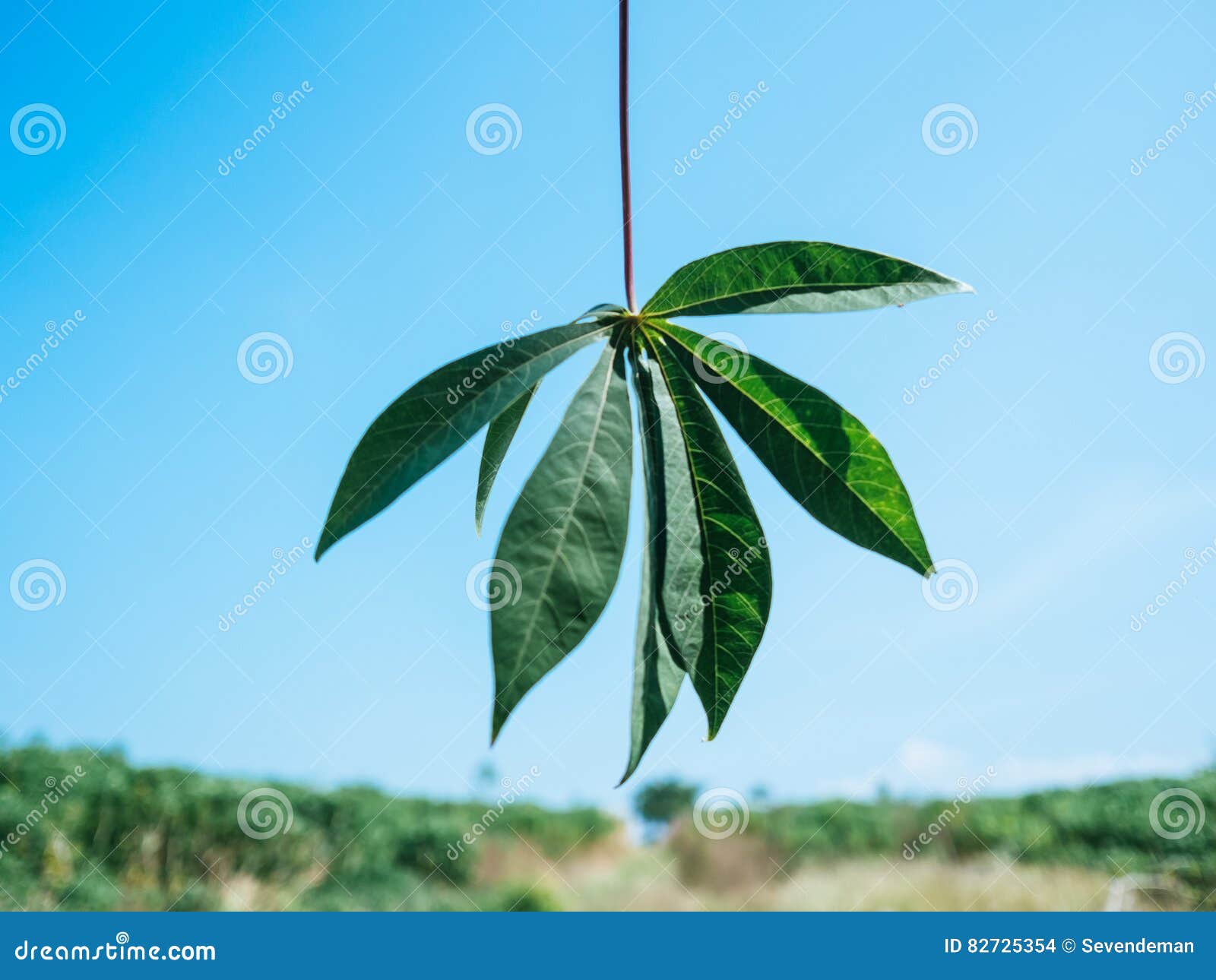 Cassva green leaf. stock photo. Image of fresh, greens - 82725354
