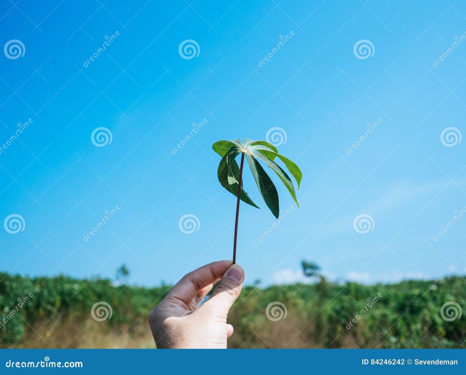 Cassva green leaf. stock photo. Image of bright, food - 84246242