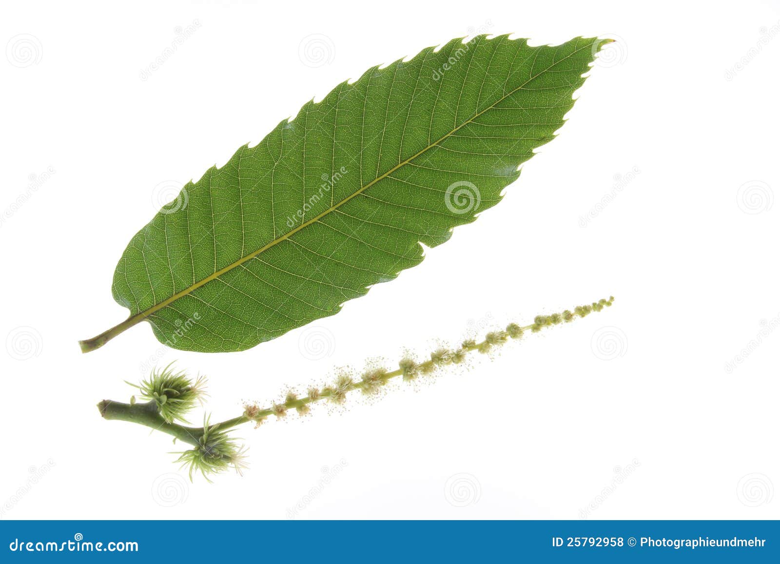 Castaña Dulce - Castanea Sativa Foto de archivo - Imagen de detalle ...