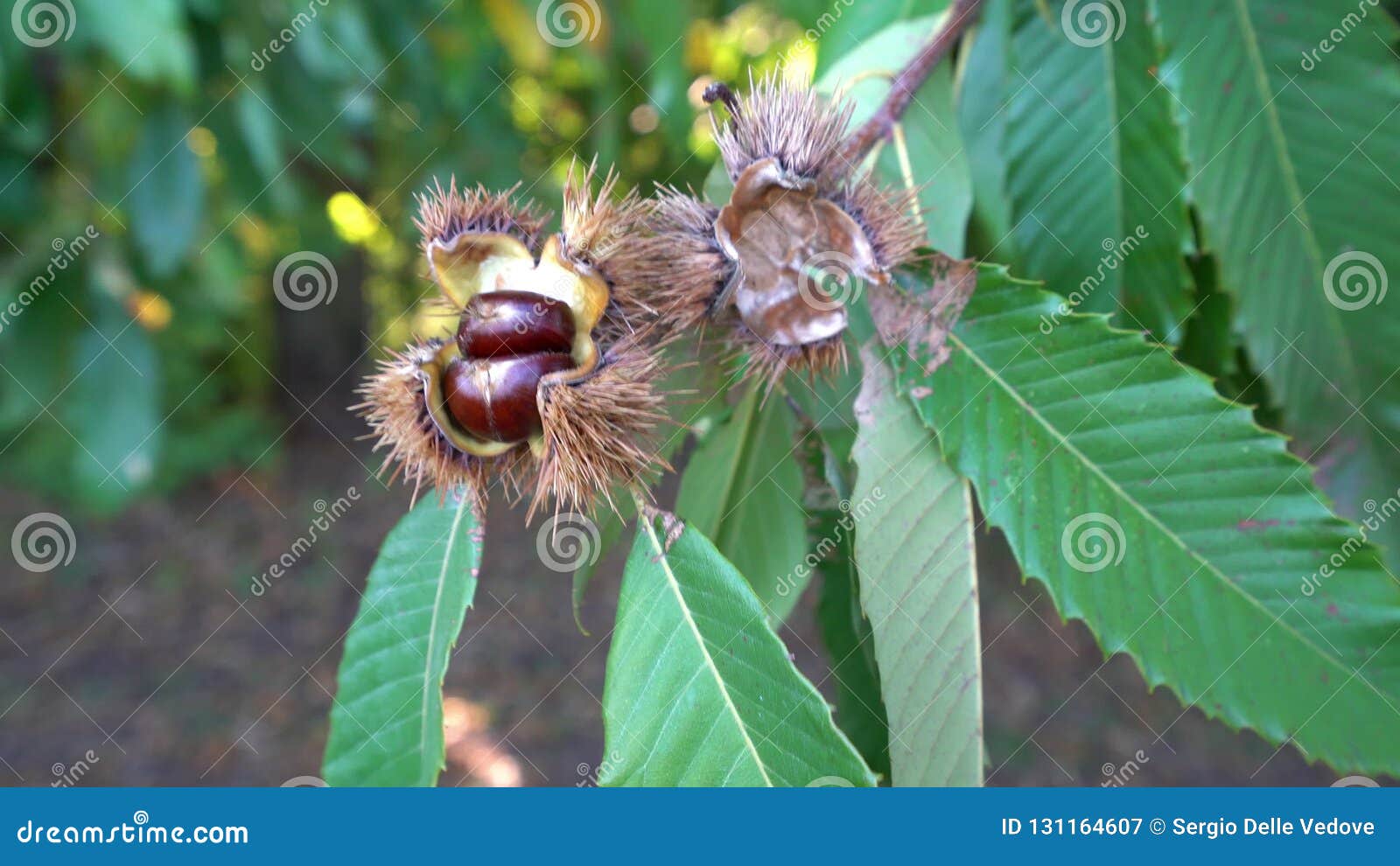 Castañas en el árbol almacen de video. Vídeo de primer - 131164607