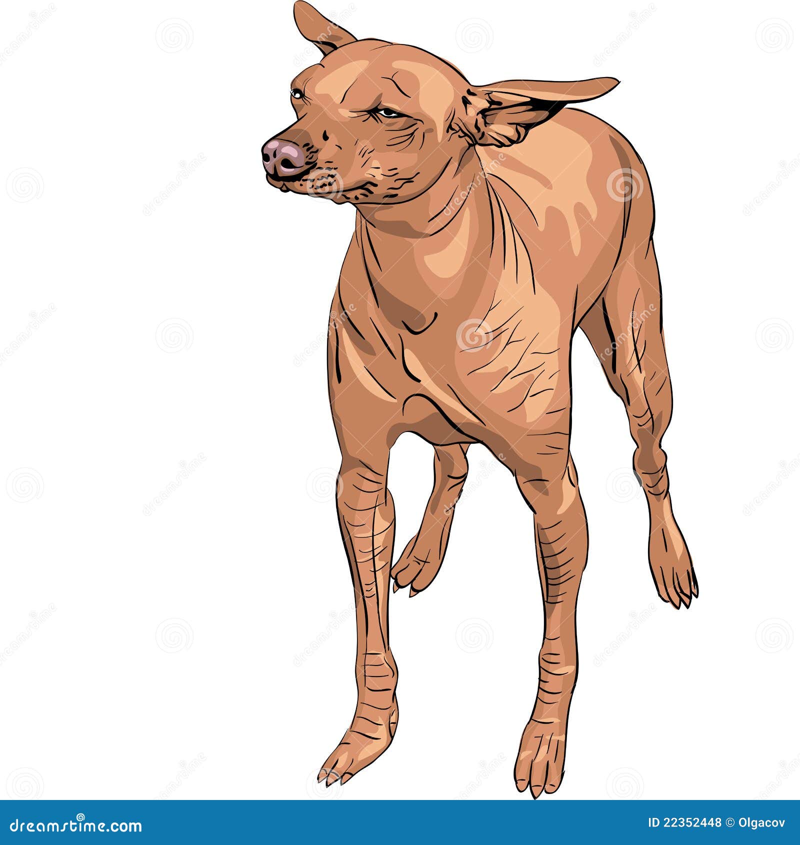 Xoloitzcuintle Raza Mexicana Sin Pelo Del Perro Imagen