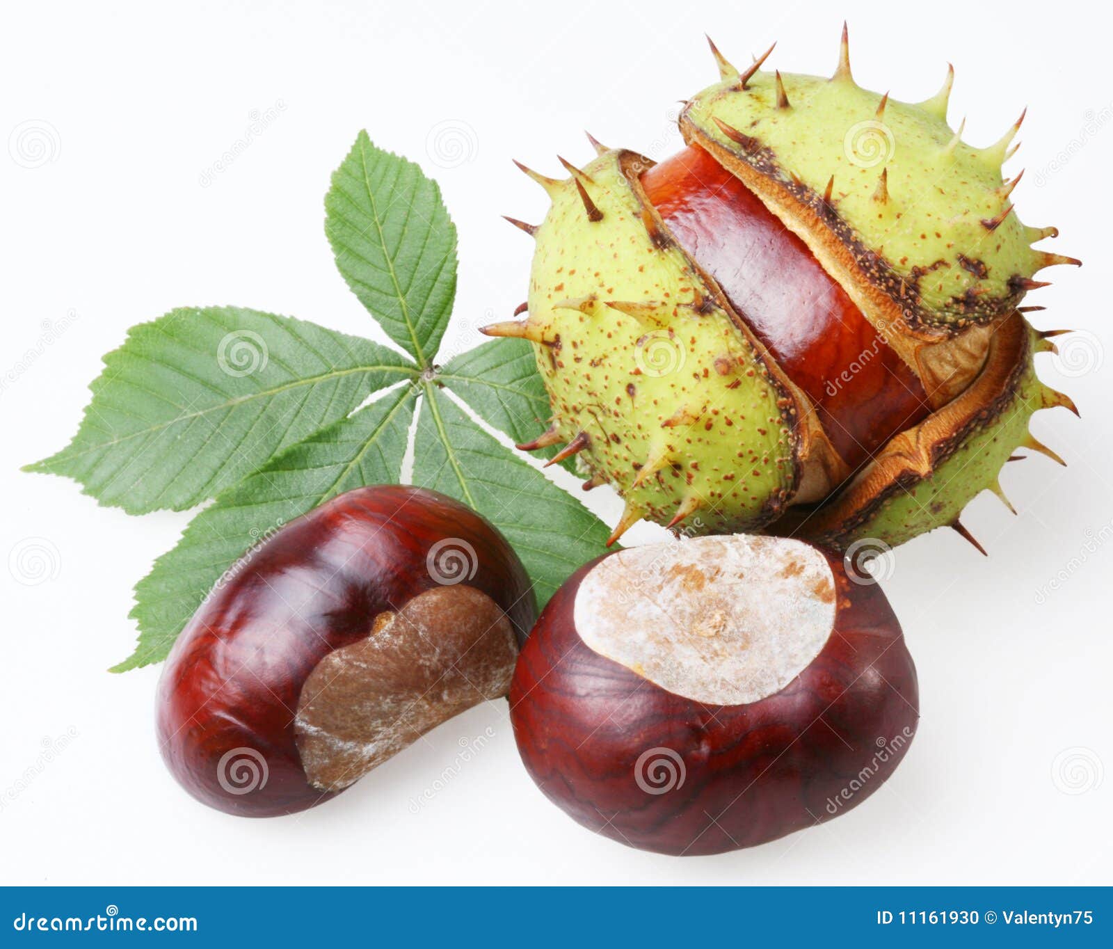 Castagna fotografia stock. Immagine di marrone, saporito - 11161930
