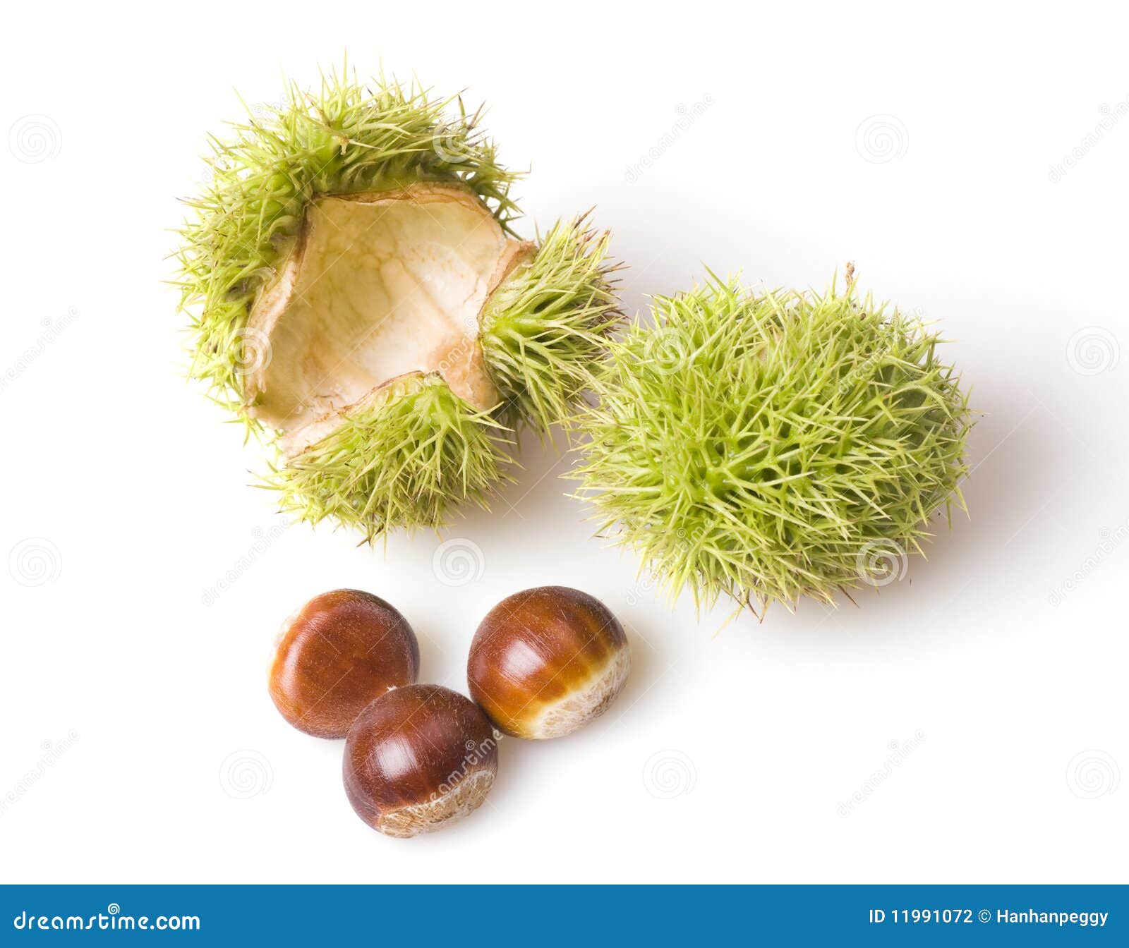 Castagna fotografia stock. Immagine di guarnizione, coperture - 11991072