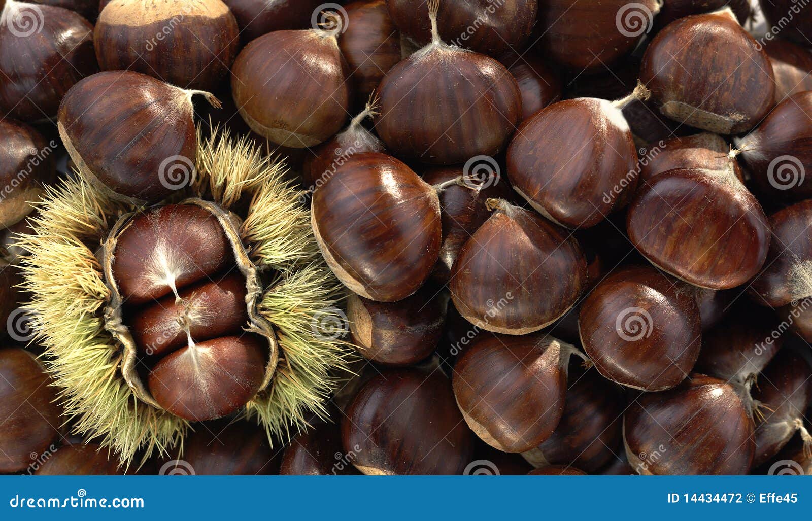 Castagna fotografia stock. Immagine di isolamento, macro - 14434472