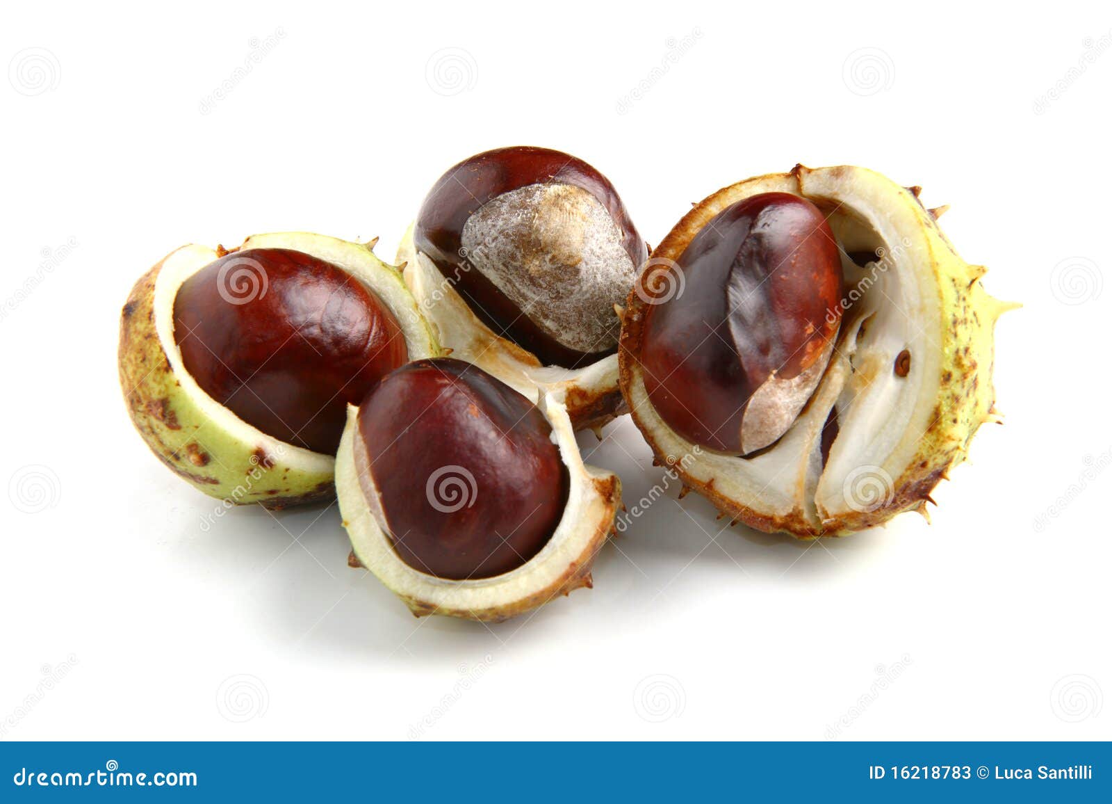Castagna immagine stock. Immagine di boschetto, raccolta - 16218783