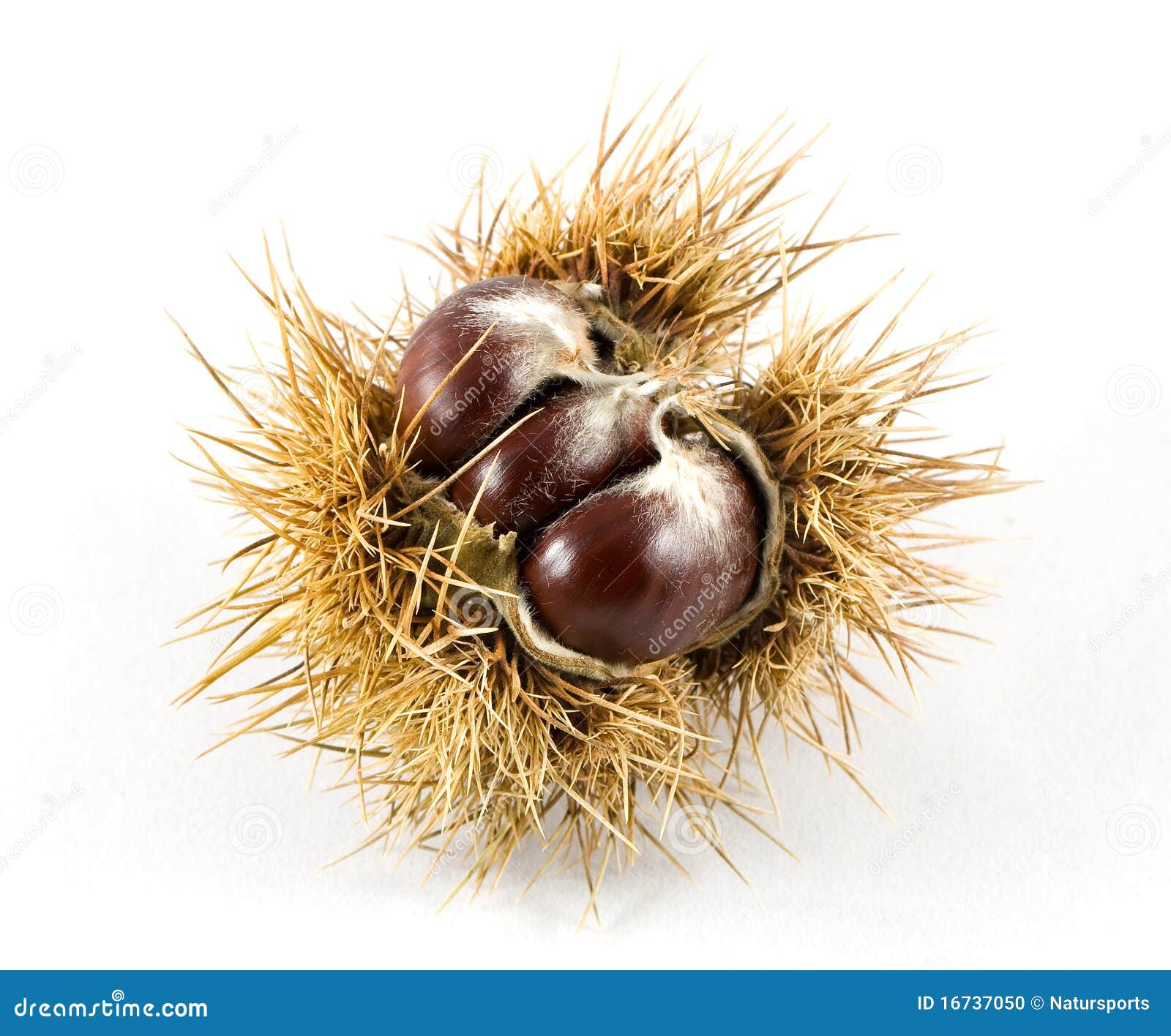 Castagna fotografia stock. Immagine di noce, alimento - 16737050