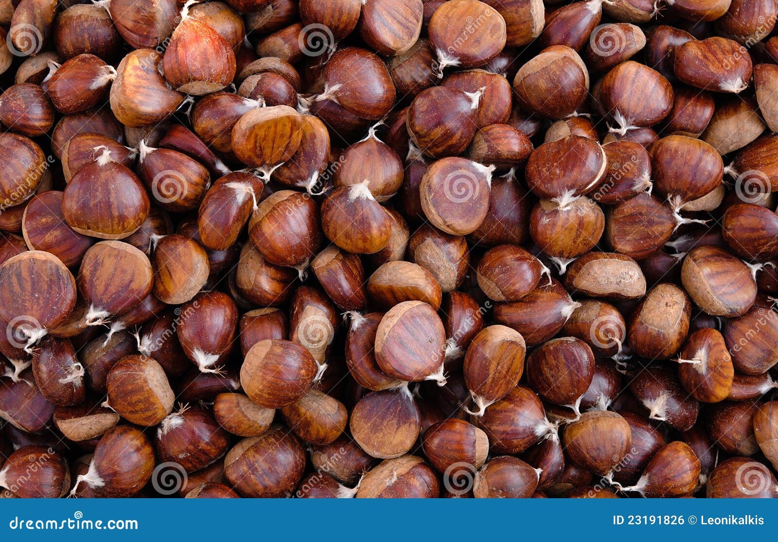 Castagna fotografia stock. Immagine di coperture, castagna - 23191826