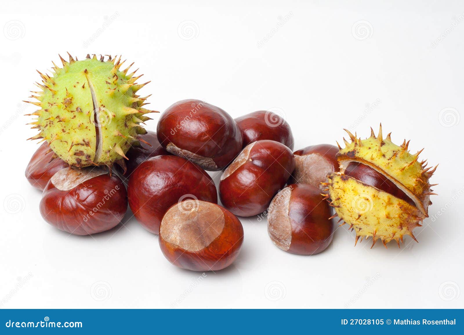 Castagna immagine stock. Immagine di flora, organico - 27028105